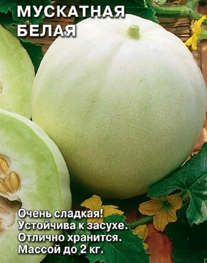 Коллекционные семена дыни Мускатная белая