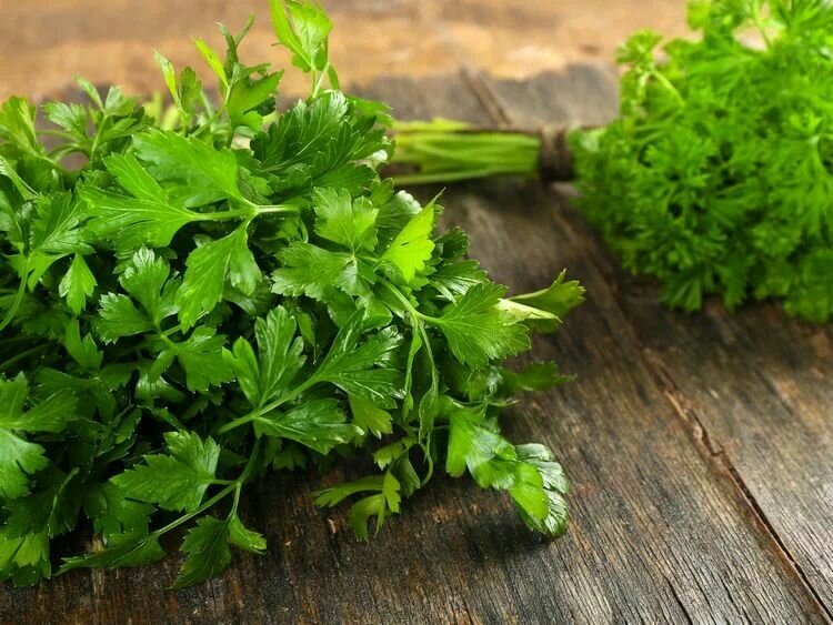 Коллекционные семена петрушки Плайн