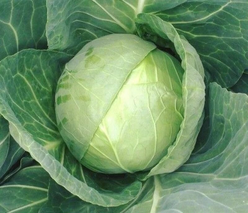 Коллекционные семена капусты б/к Матрена F1
