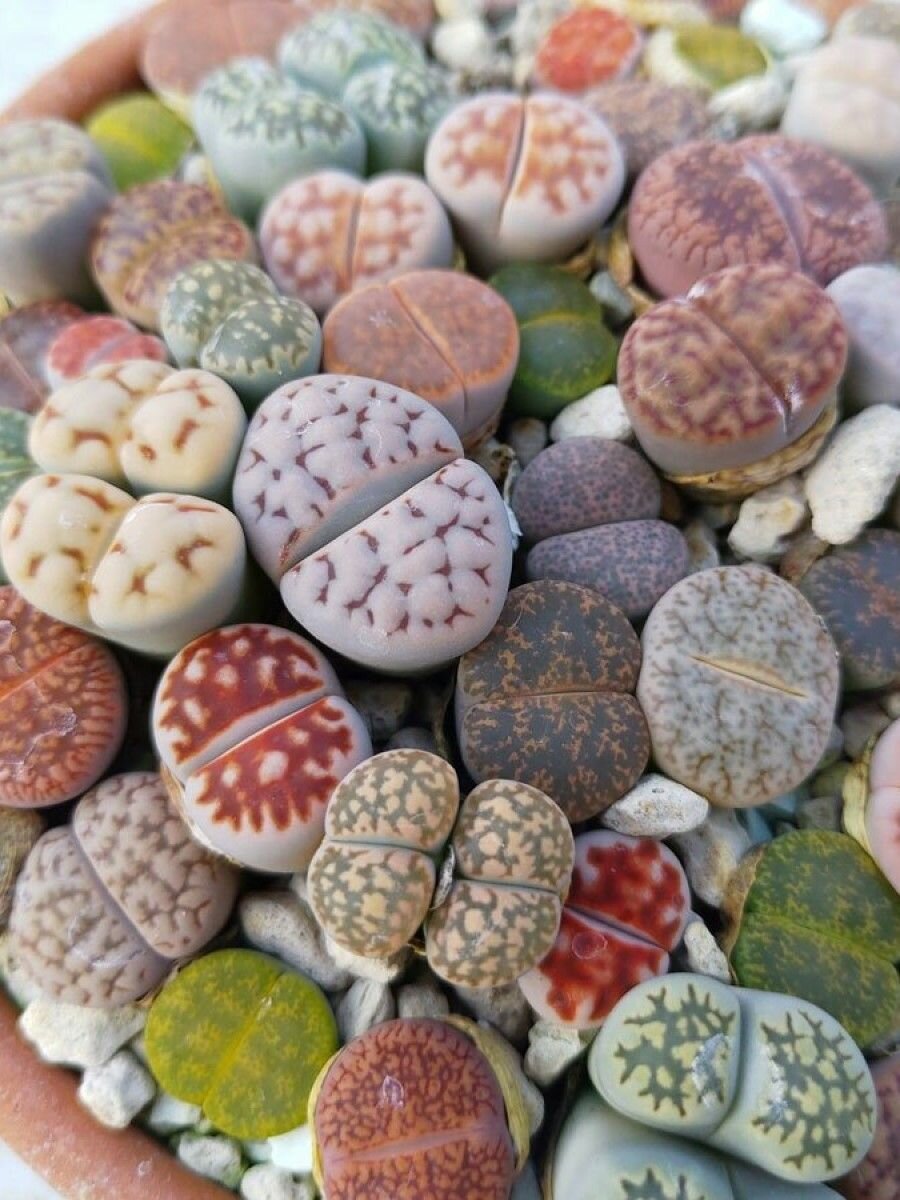 Семена Литопс mix разных сортов (живые камни), 10 штук семян