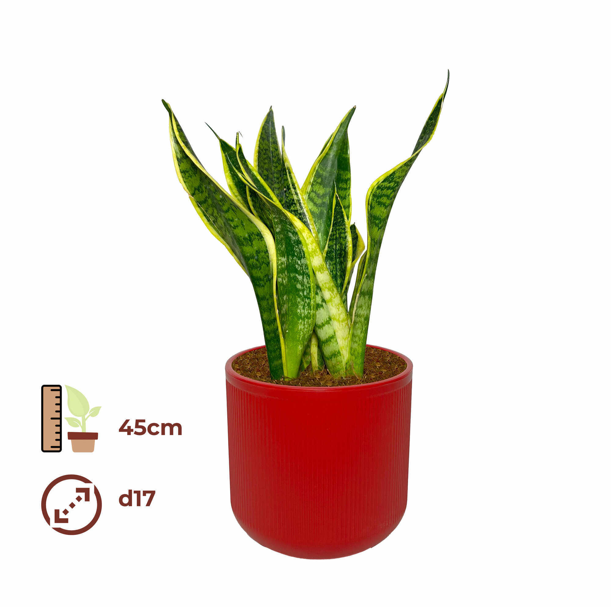 Сансевиерия Лауренти 17/45, цвет кашпо красный