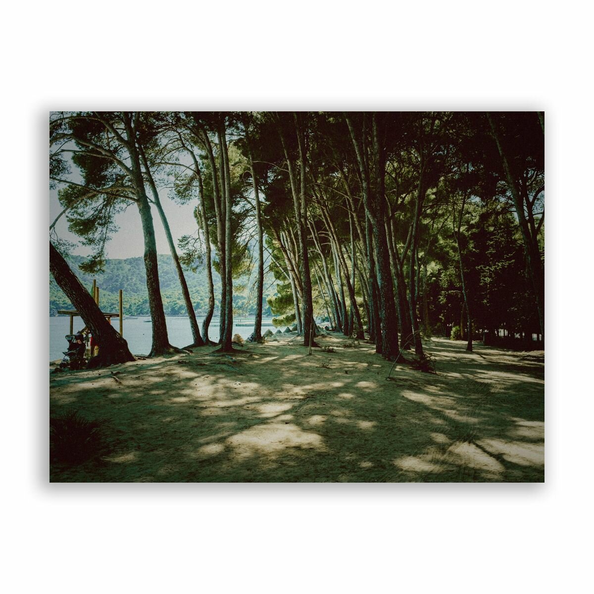 Постер, плакат на бумаге / Природа Испании - Деревья / Размер 30 x 40 см