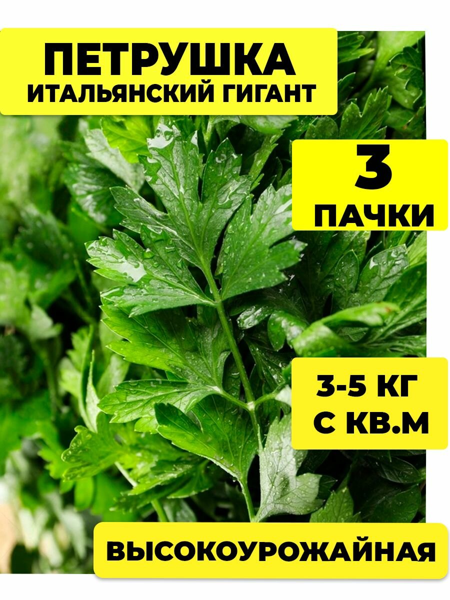 Семена петрушки листовой Итальянский гигант, набор 3 пакетика по 2 г, на зелень, для открытого грунта и дома