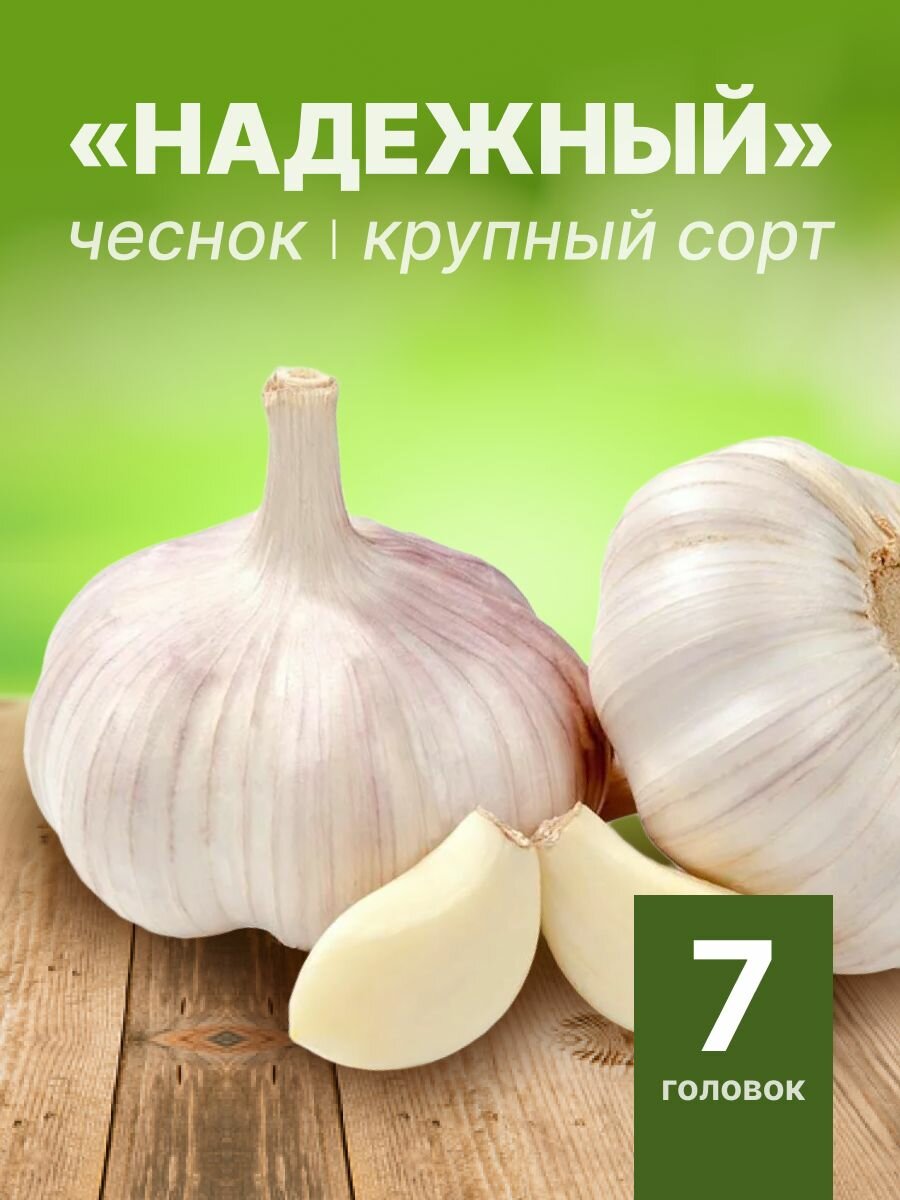Чеснок на посадку крупный "Надежный" 7 головок
