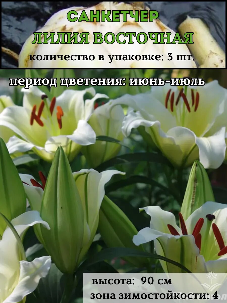 Лилия восточная, луковицы 3 штуки