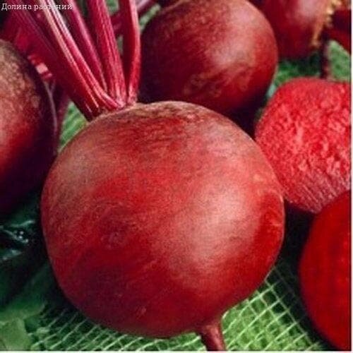 Свекла Крымская Борщевая (3 гр.), Гавриш, Россия