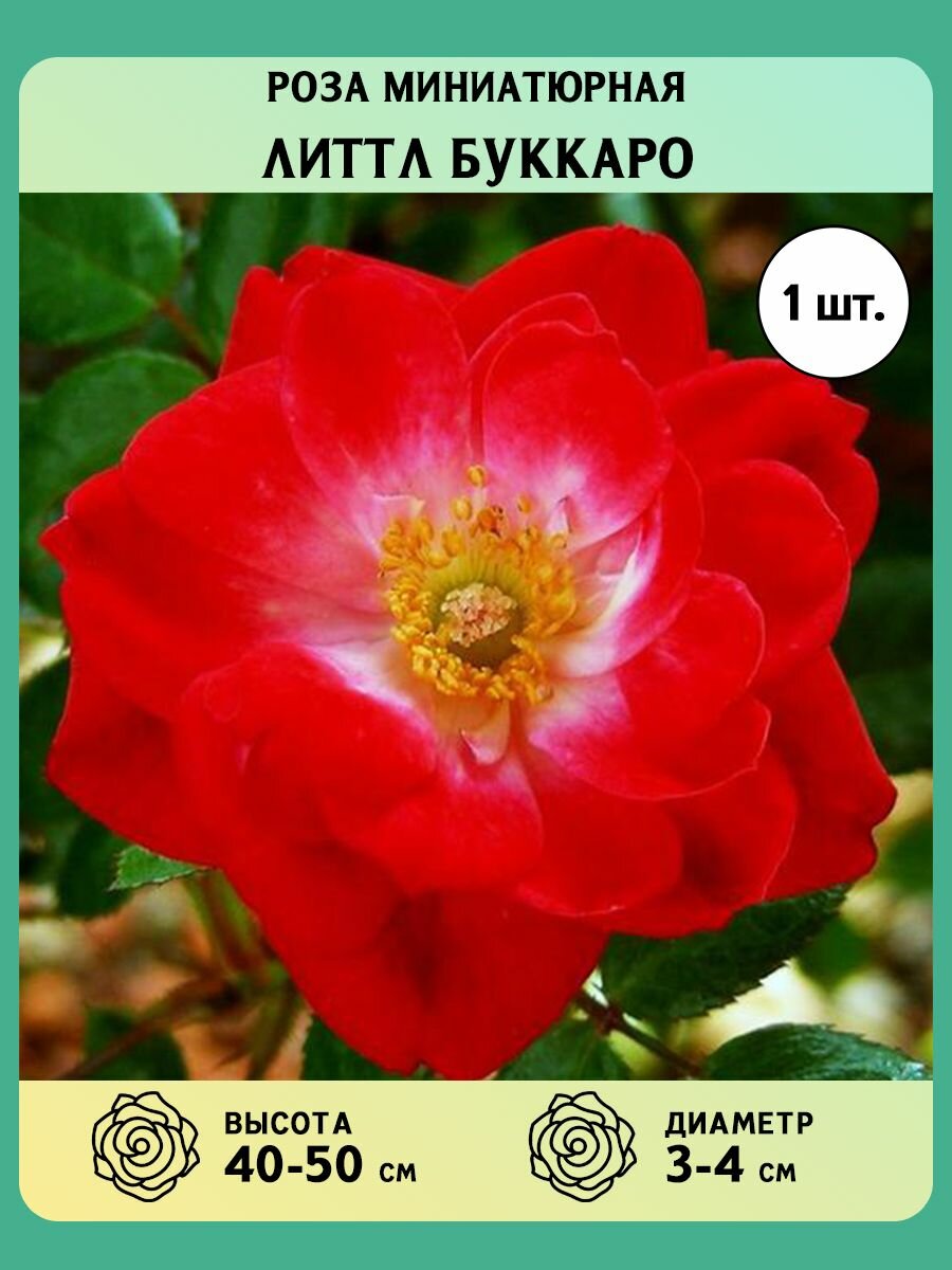 Роза миниатюрная Литтл Буккаро