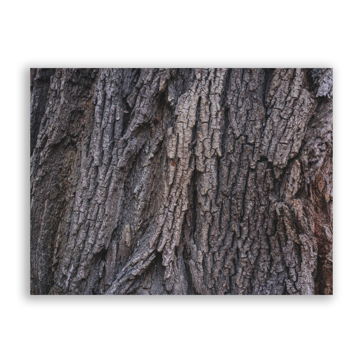 Постер, плакат на бумаге / Древесина / Размер 60 x 80 см