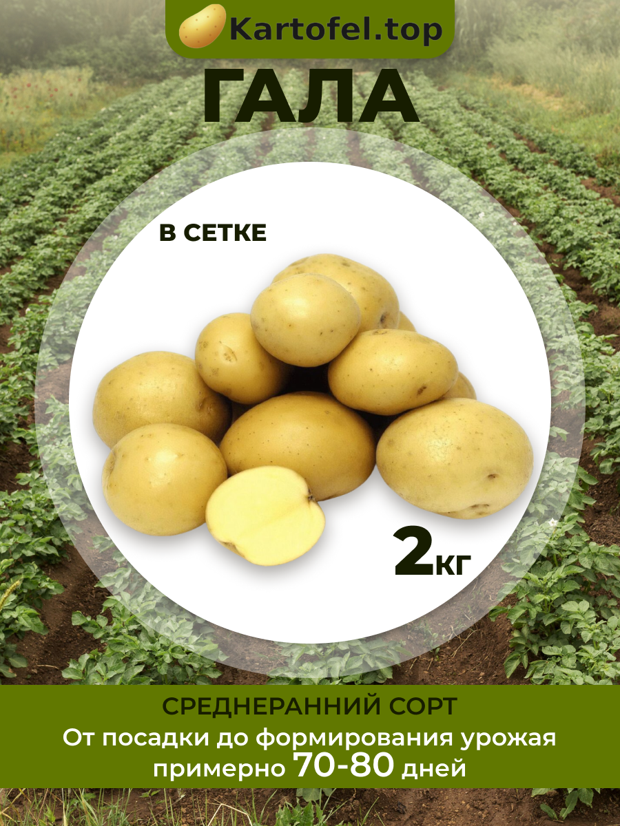 Семенной картофель Гала 2 кг