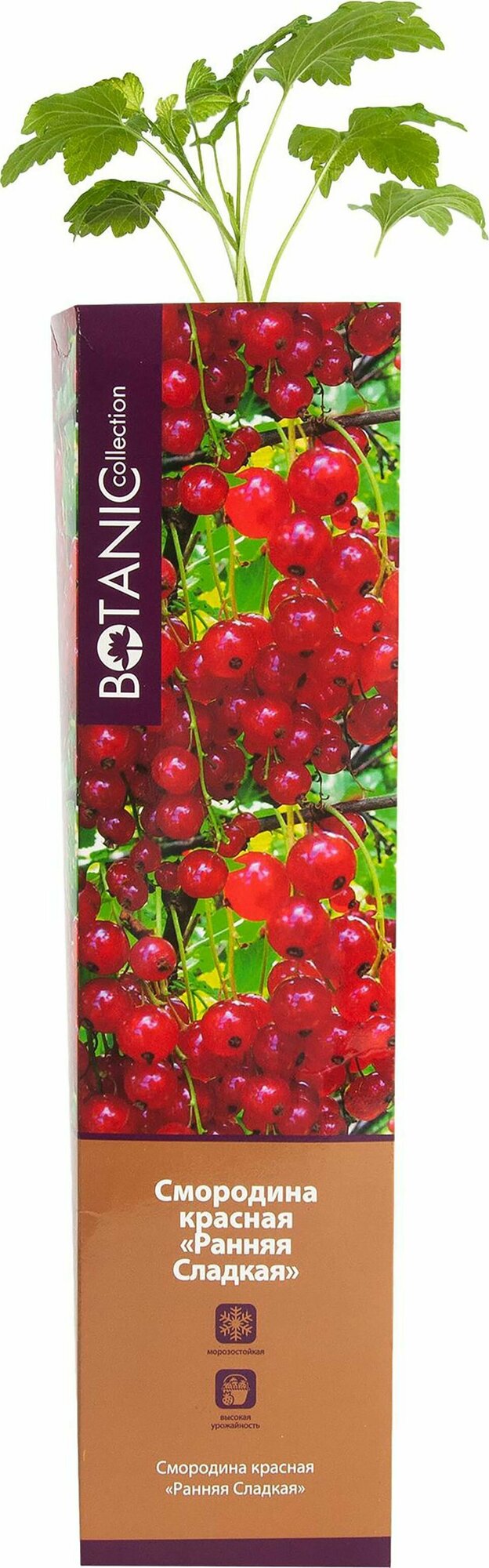 Саженец смородины 7Цветов Н40, многолетние, полутень/солнце, 40 см, 0,25 кг