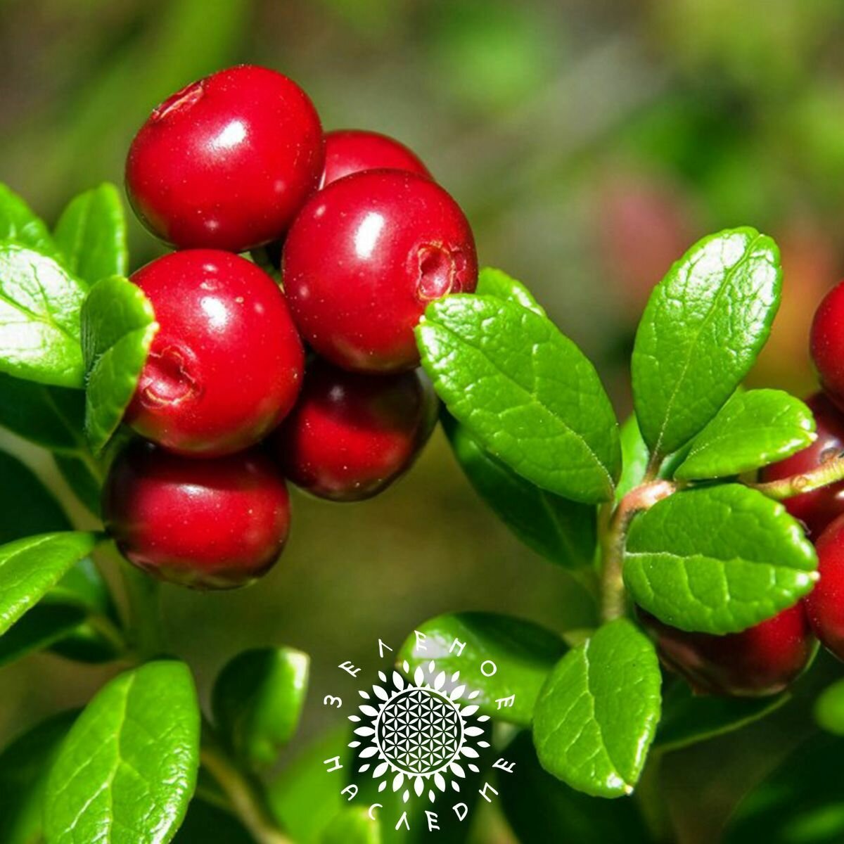 Семена Брусника - Боровая ягода (лат. Vaccinium vitis-idaea) 15шт