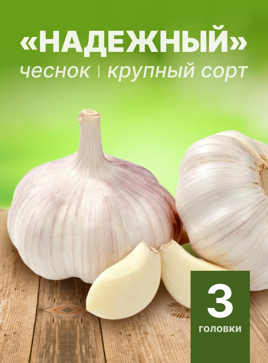 Чеснок на посадку крупный "Надежный" 3 головки