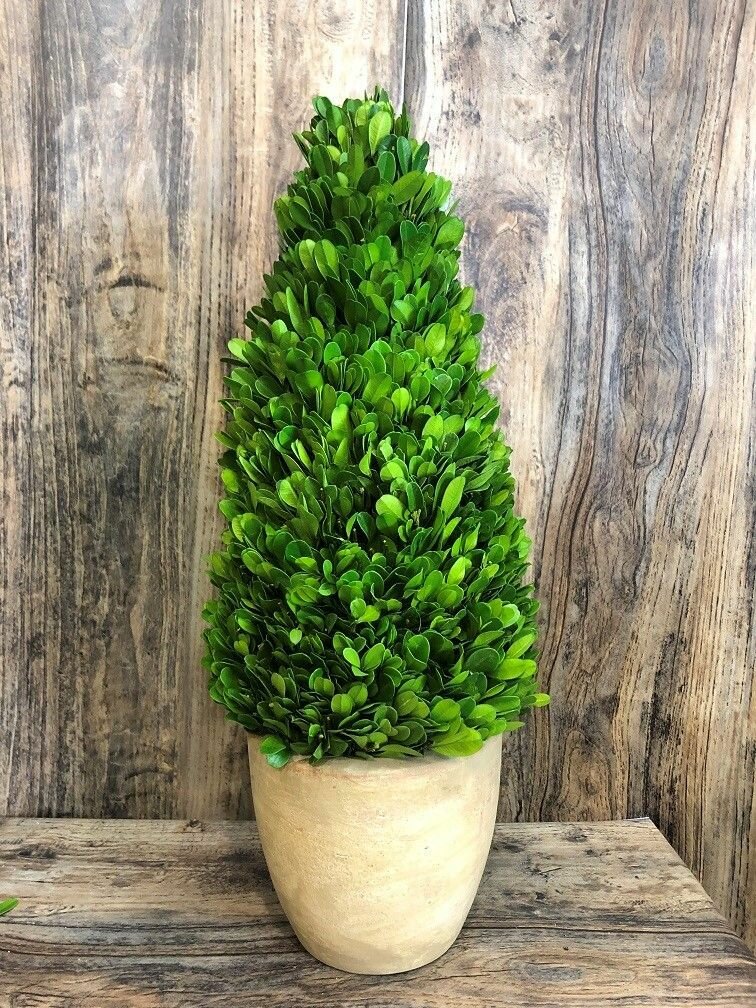 Самшит в горшках / растения для хранения в свежем виде, 2-3 года / уникальное украшение дома