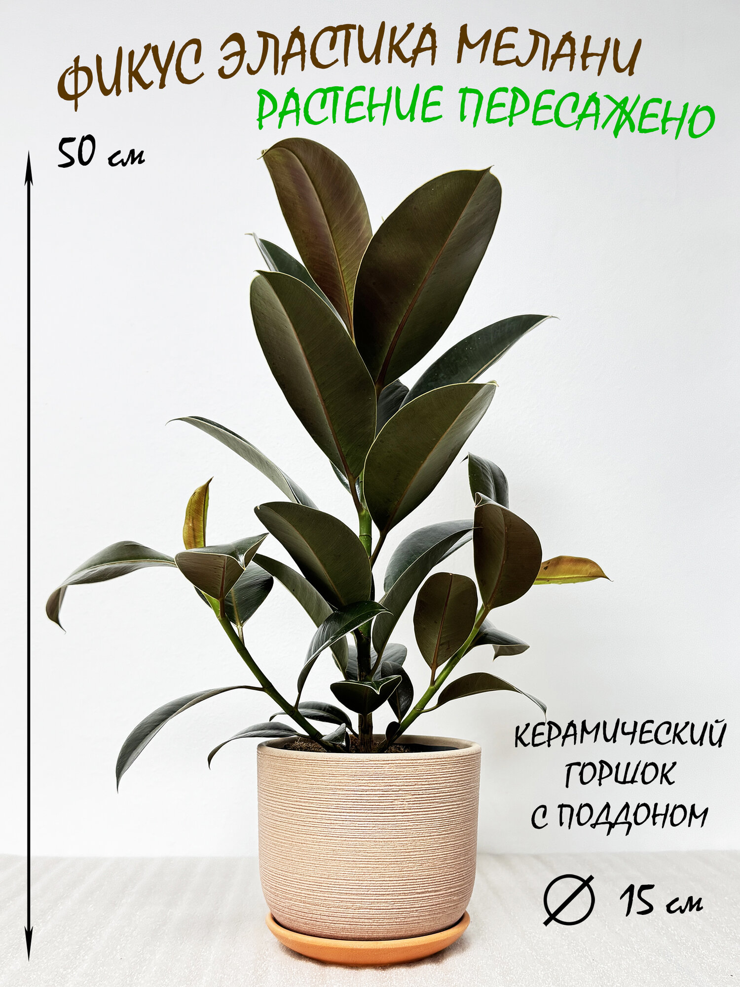Фикус Эластика Мелани в кремовом керамическом горшке с поддоном, высота 45-50см