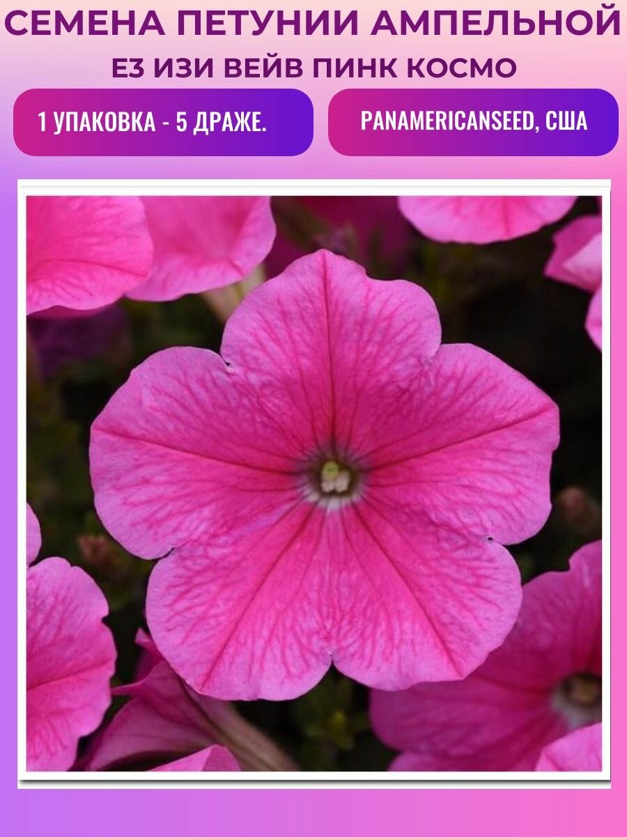 Петуния Е3 Изи вейв Пинк Космо 1 упаковка (5 драже), PanAmericanSeed, США