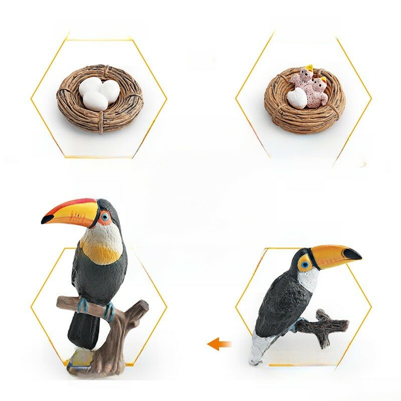 Kids bird growth cycle model pvc educational animal figurine for classrooms hornbill