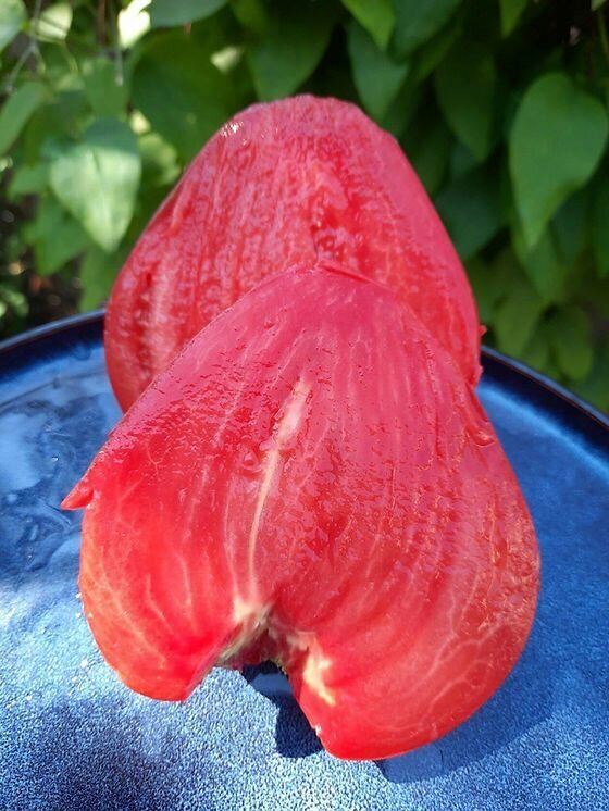 Коллекционные семена томата Гребень Розовый