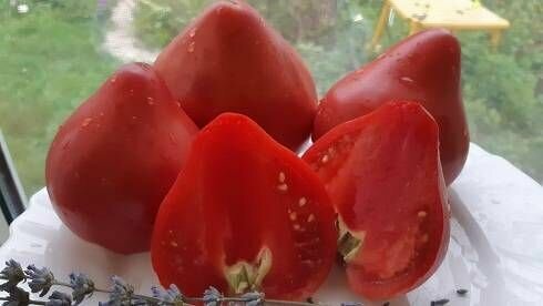 Коллекционные семена томата Помидор из Хейса