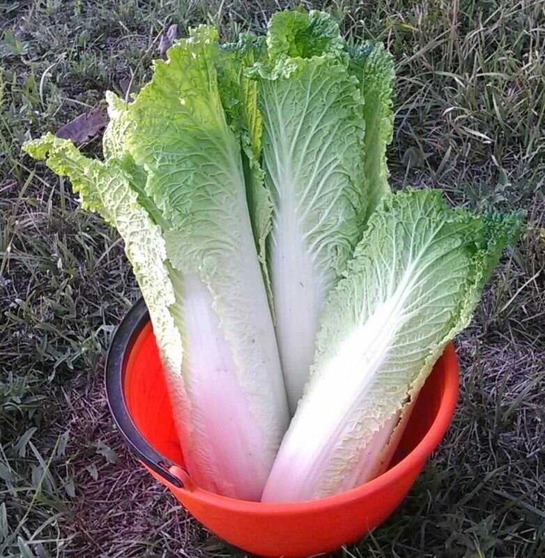 Коллекционные семена капусты пекинская F1 Осенняя красавица