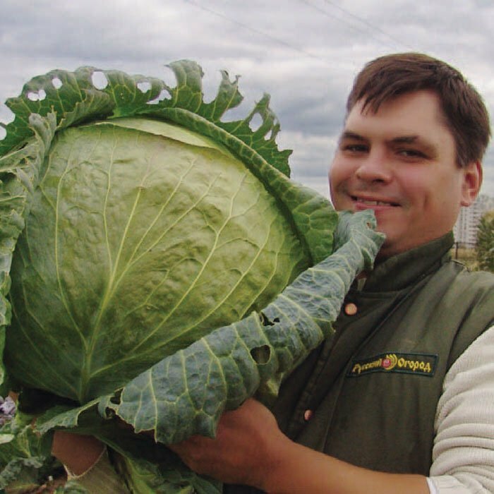 Семена Капуста б/к Русский Размер 50 шт.