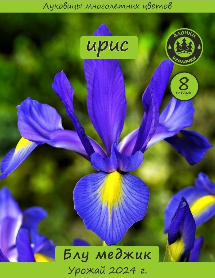 Ирис луковицы, Блю Меджик, 8шт