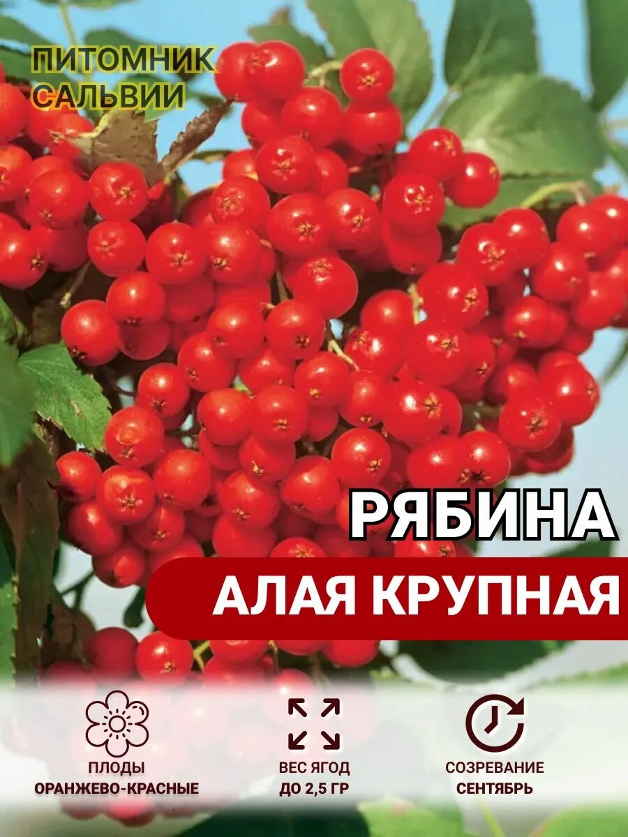 Саженец рябины "Алая", морозостойкий сорт, декоративный, многолетний