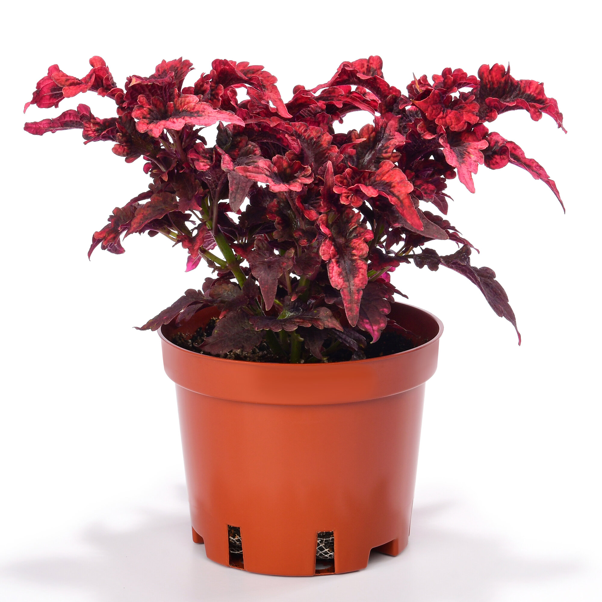Колеус "Табаско"/'Tabasco', живое горшечное растение (D-13см) терракотового цвета, общей высотой 30+ см