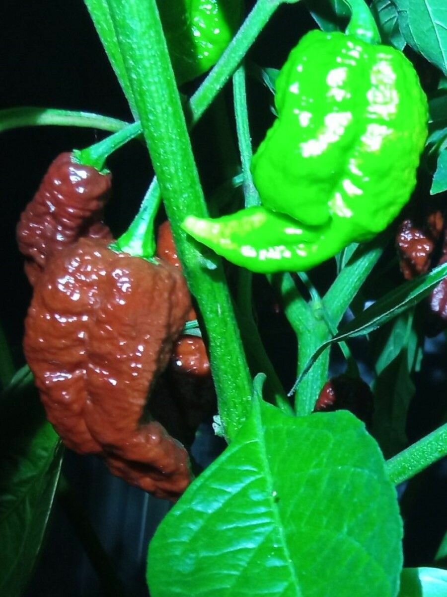 Острый перец Dorset naga шоколадный семена 5 штук