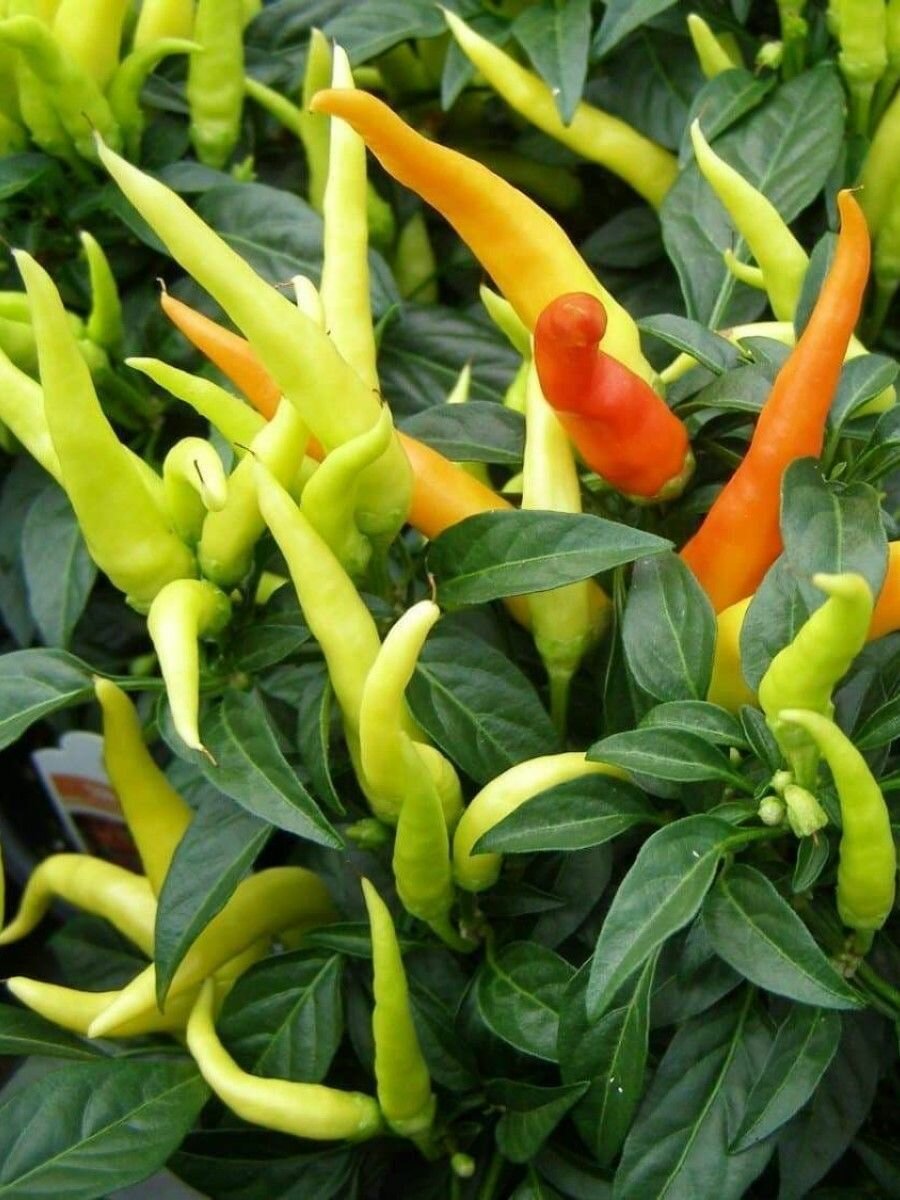 Семена Острый перец Poinsettia, 5 штук