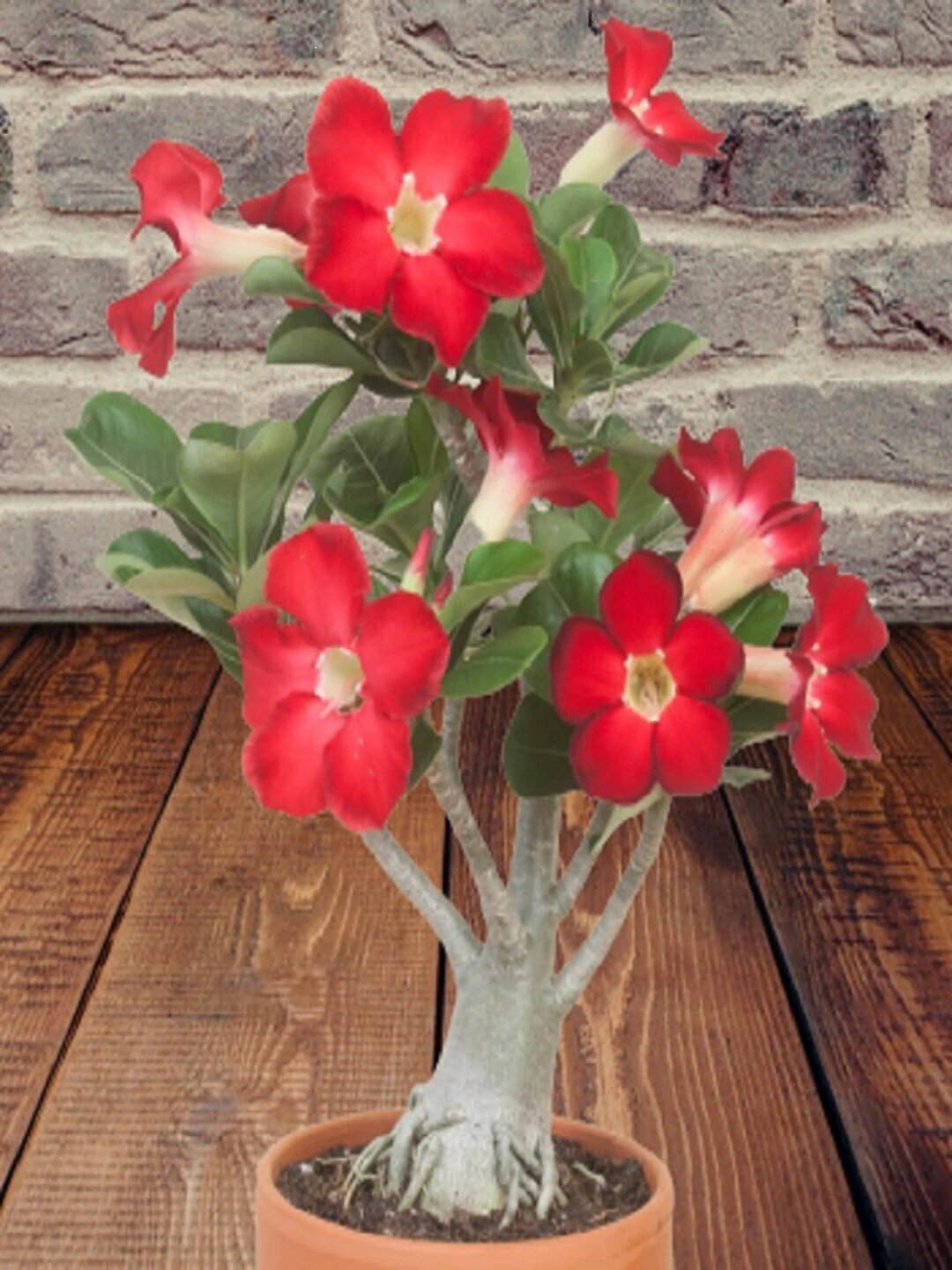 Адениум Red Flower, Красный цветок, семена