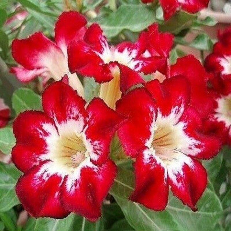 Адениум, Adenium Obesum Desert Rose Flame of Love, Пламя любви, семена