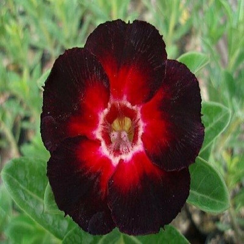 Адениум, Adenium Obesum Desert Rose Star of Black Night, Звезда черной ночи, семена