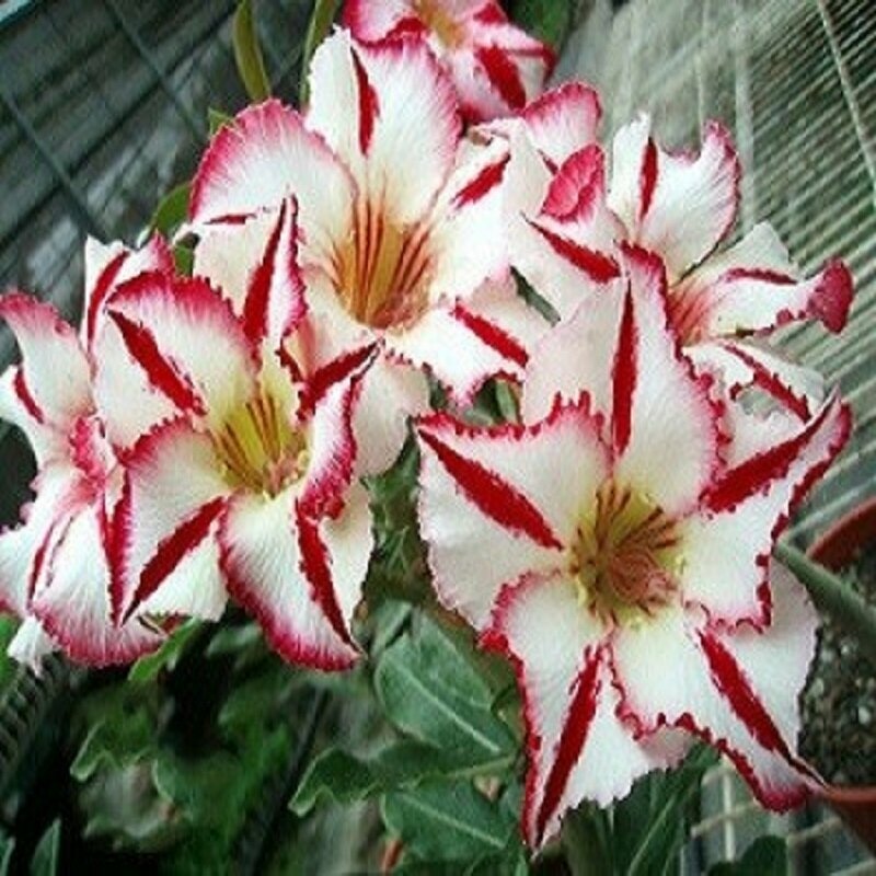 Адениум, Adenium Obesum Desert Rose Fantastic smile KO-38, Фантастическая улыбка, семена