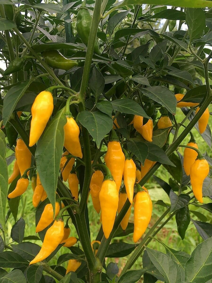 Острый перец Aji mochero семена 5 штук