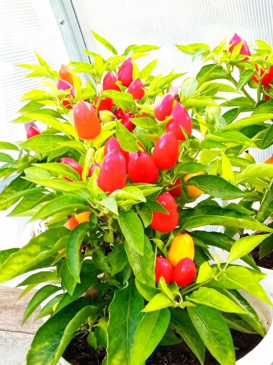 Семена Острый перец Autumn daylight, 5 штук