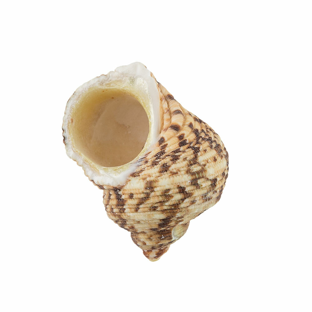 Zlatka Blumentag DRF-024 Ракушки, 5 шт, 6.9 см, Turbo Chrysostomus - декоративные ракушки