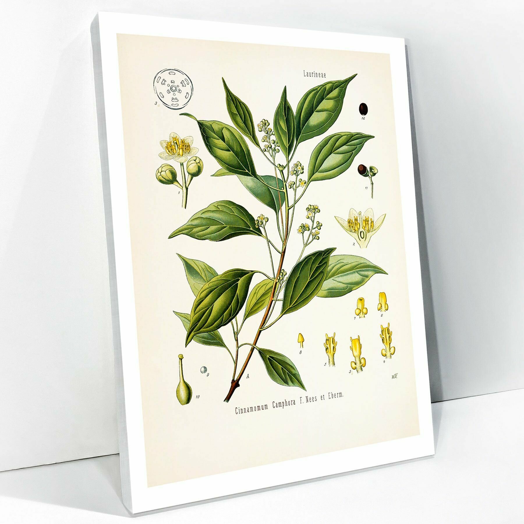 Картина Ботанические растения из иллюстраций на холсте 40х50см