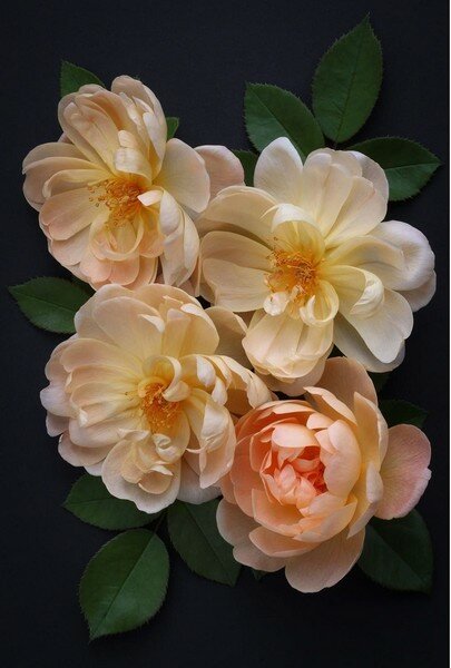 Алмазная мозаика Английская роза 40x50 см.