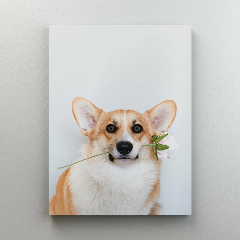 Интерьерная картина на холсте "Корги и белая роза" размер 45x60 см
