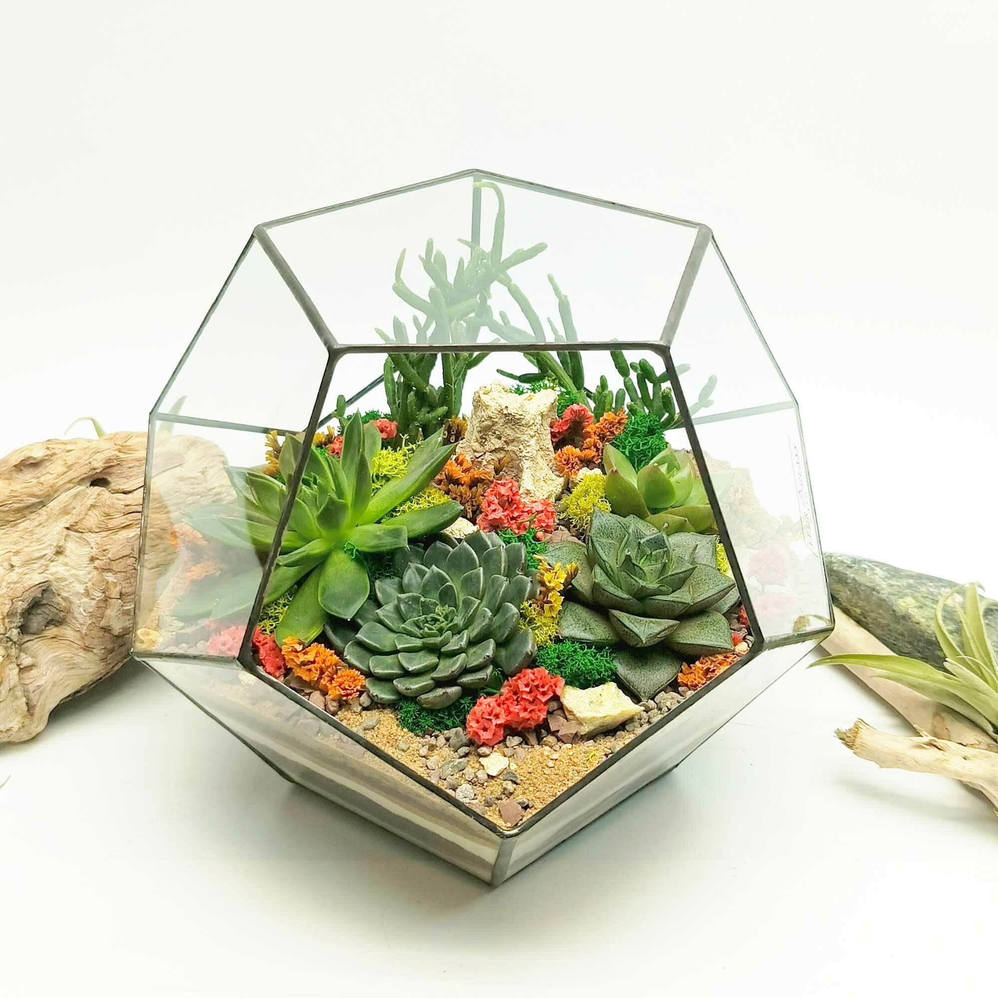 Флорариум с суккулентами "Лесная поляна" Додекаэдр 22 см