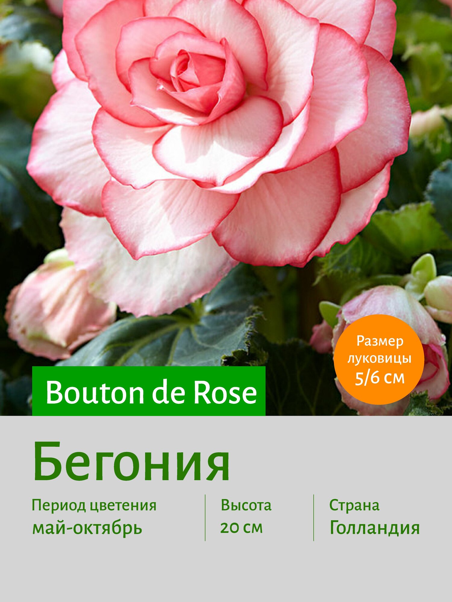 Бегония Бутон де Роз (Bouton de Rose) 1 шт сотка