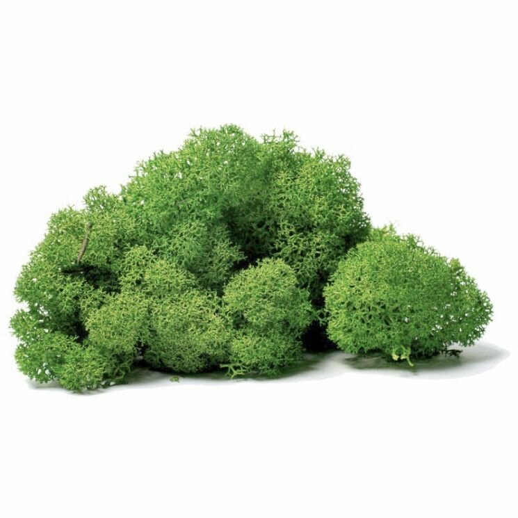 Мох ягель EpoxyMaster, стабилизированный, светло-зелёный, в коробке 17 см x 11.5 см x 3 см