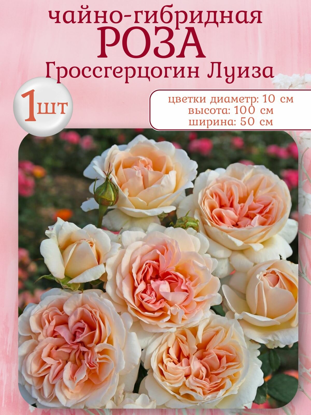 Роза чайно-гибридная Гроссгерцогин Луиза , многолетние цветы, 1 шт