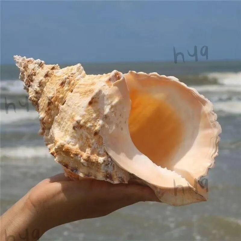 Ракушка морская натуральная Бурса Бубо12cm-13cm