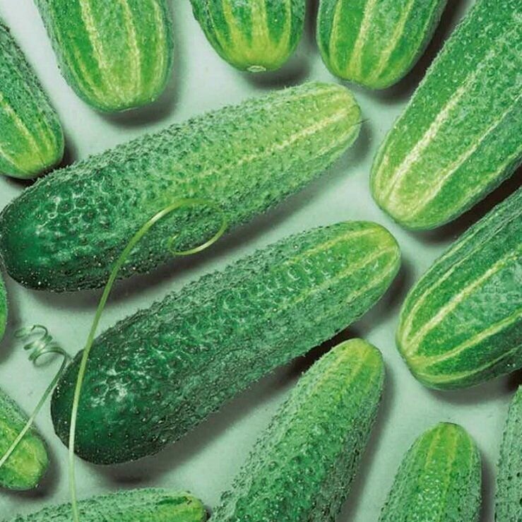 Коллекционные семена огурца Рита F1