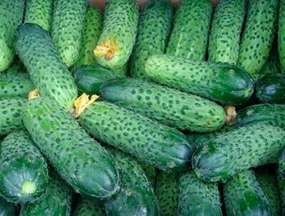 Коллекционные семена огурца Резвый F1