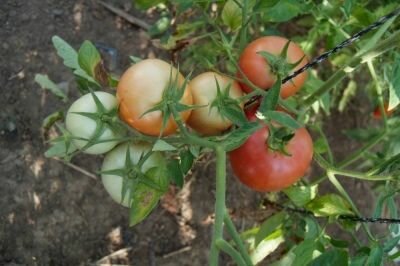 Коллекционные семена томата Чайная роза