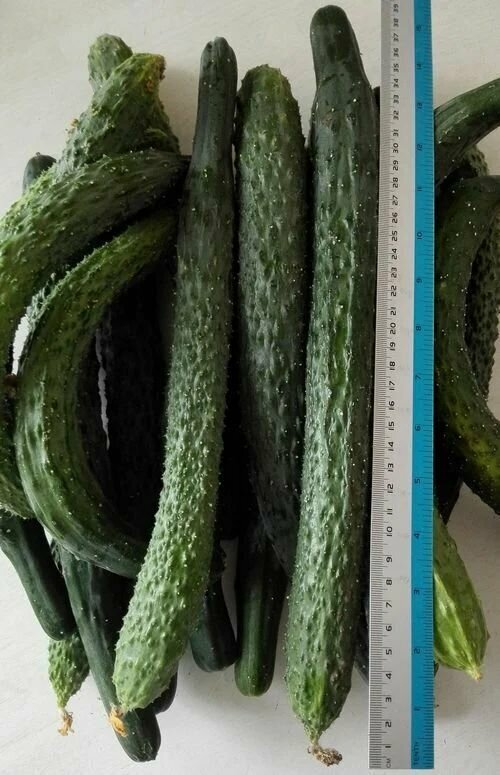 Коллекционные семена огурца Китай-город F1