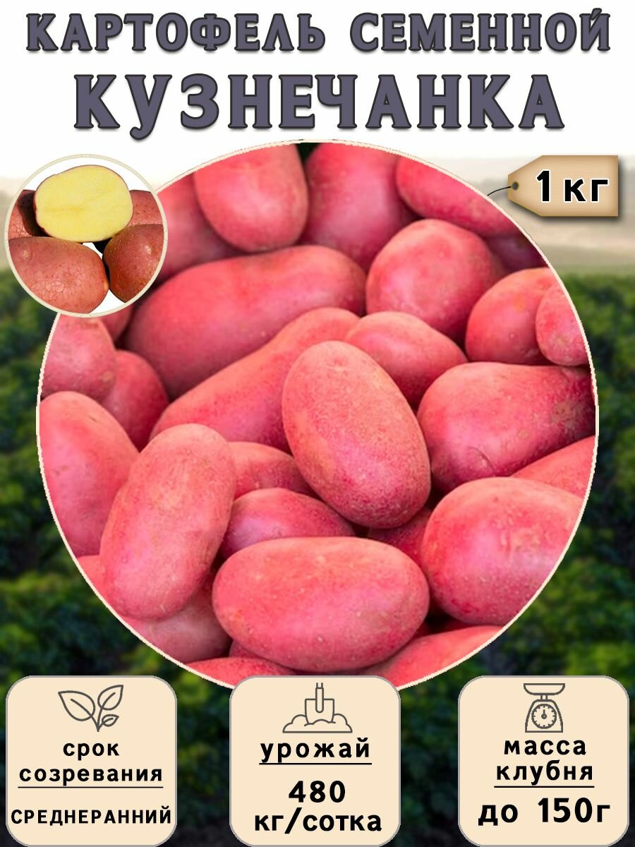 Картофель семенной на посадку Кузнечанка (суперэлита) 1 кг Среднеранний