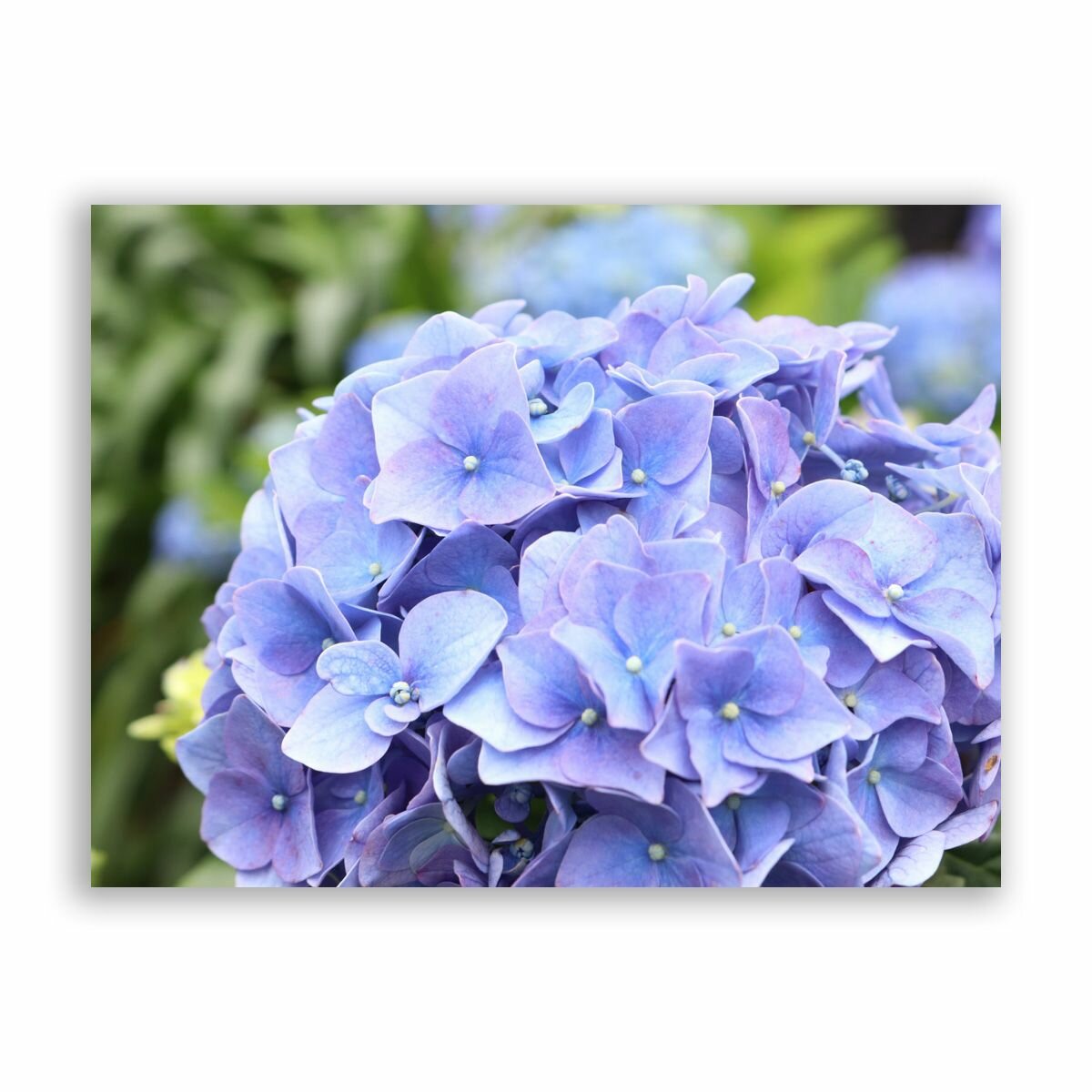 Постер цветы на бумаге / Гортензия / Размер 30 x 40 см